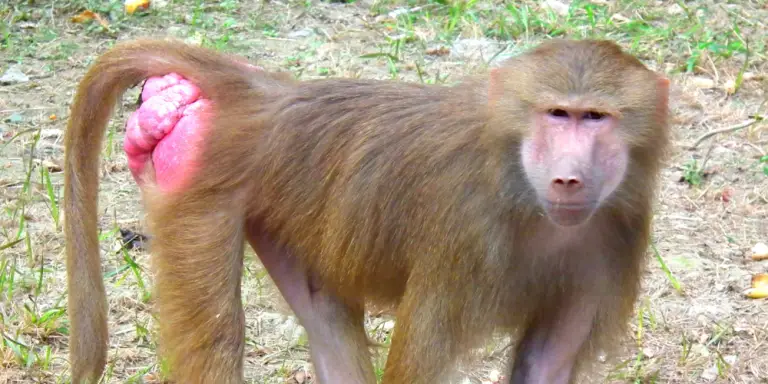 7 RED BUTT Monkeys: Species, Traits & Behaviors 7 RED BUTT Monkeys: Species, Traits & Behaviors